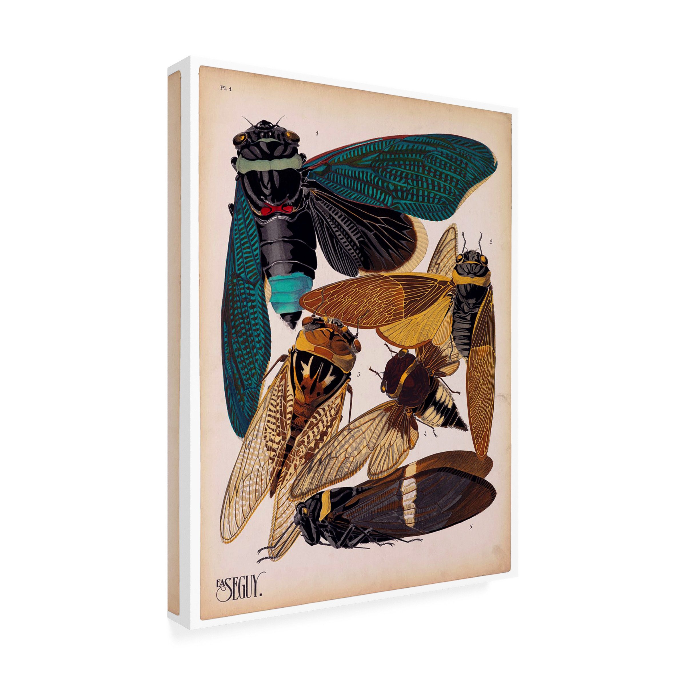 Ebern Designs Insects Plate 1 On Canvas by Print Collection Print | Wayfair