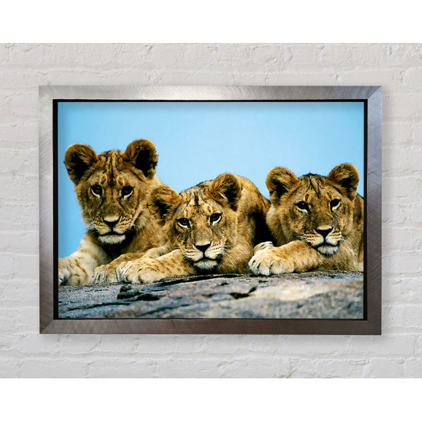 Bright Star Lion Cub Trio - Single Picture Frame Art Prints | Wayfair.co.uk
