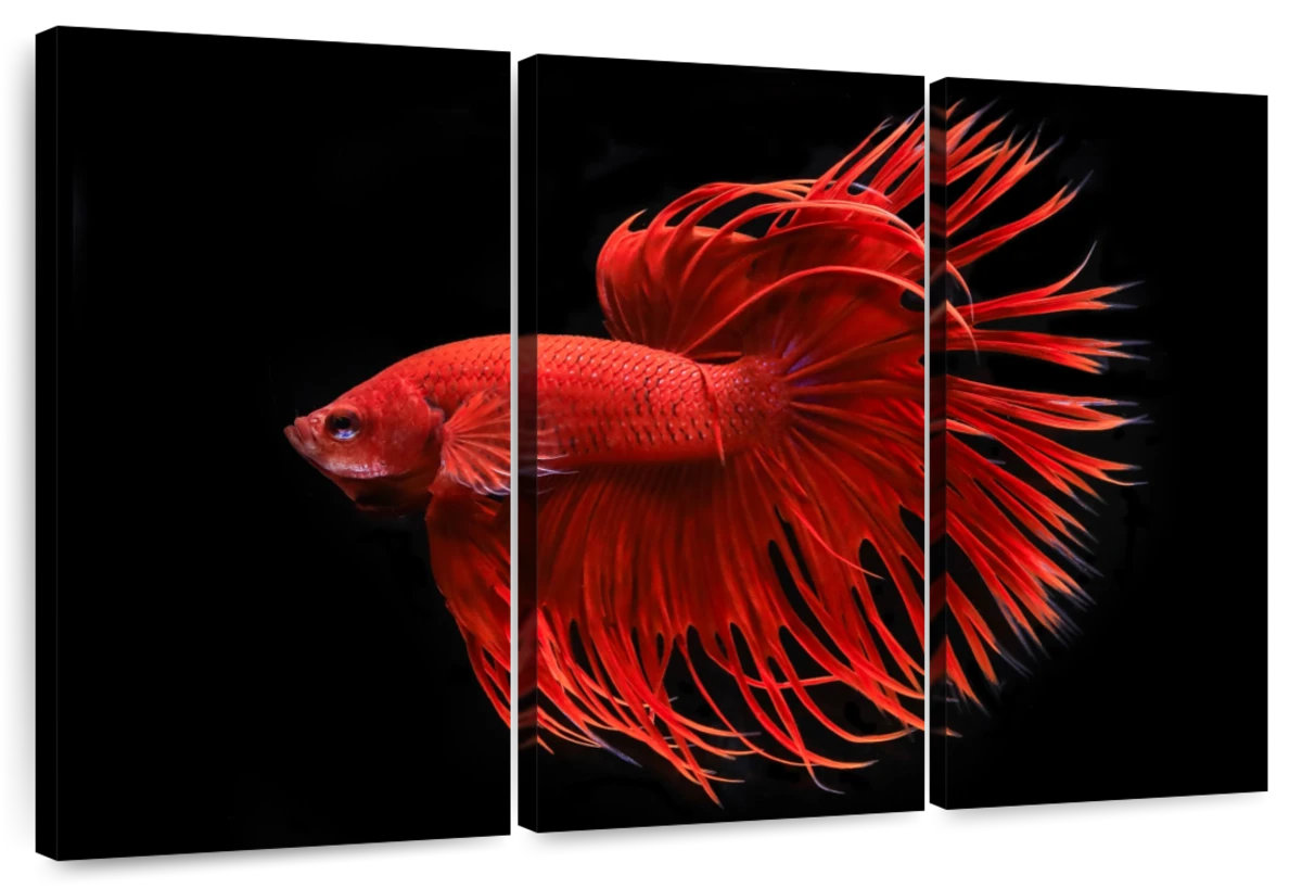 Ebern Designs Grandiose Red Betta Fish | Wayfair