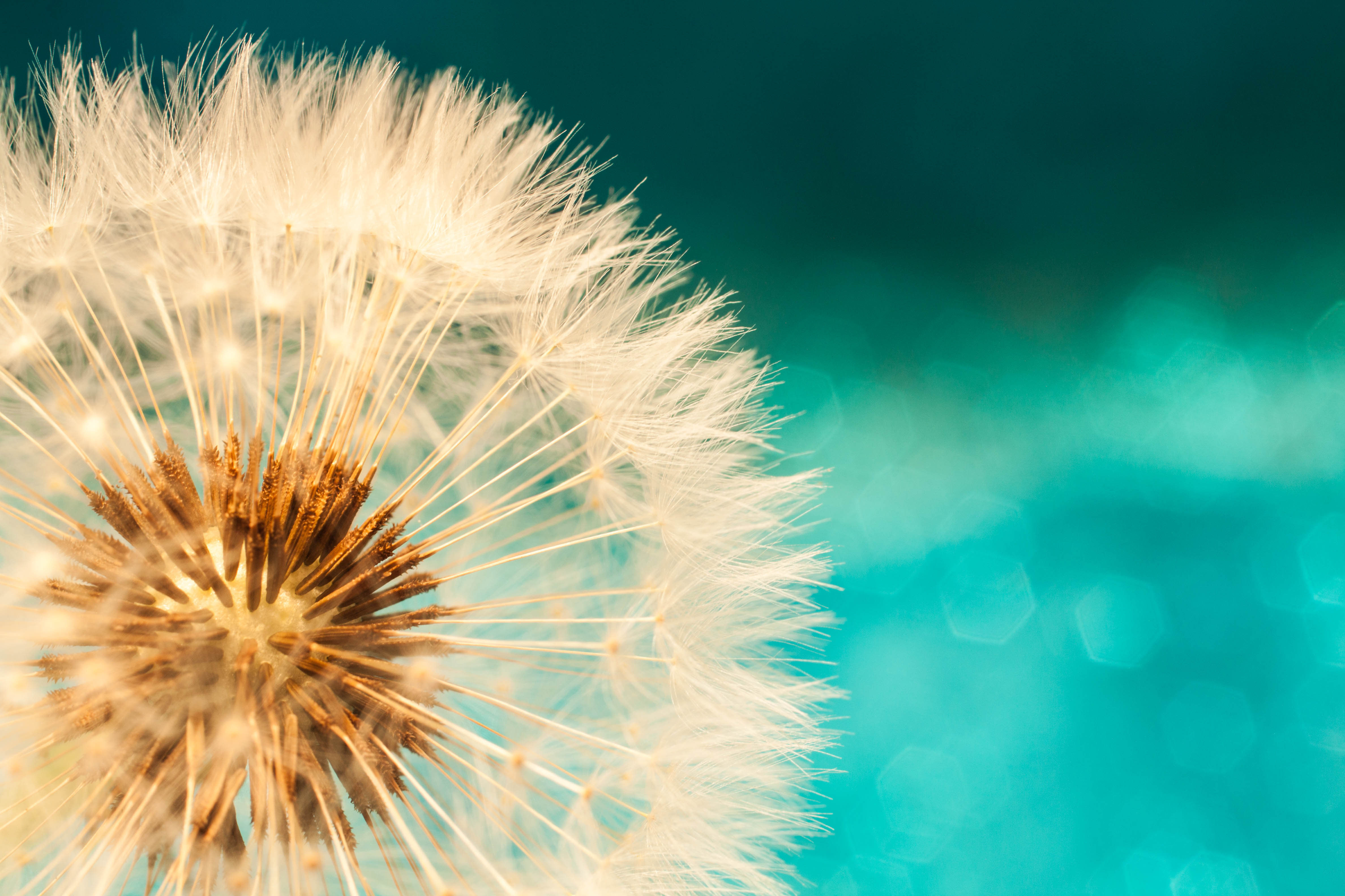 Ebern Designs Dandelion Seeds Close up in Blue Turquoise Bright ...