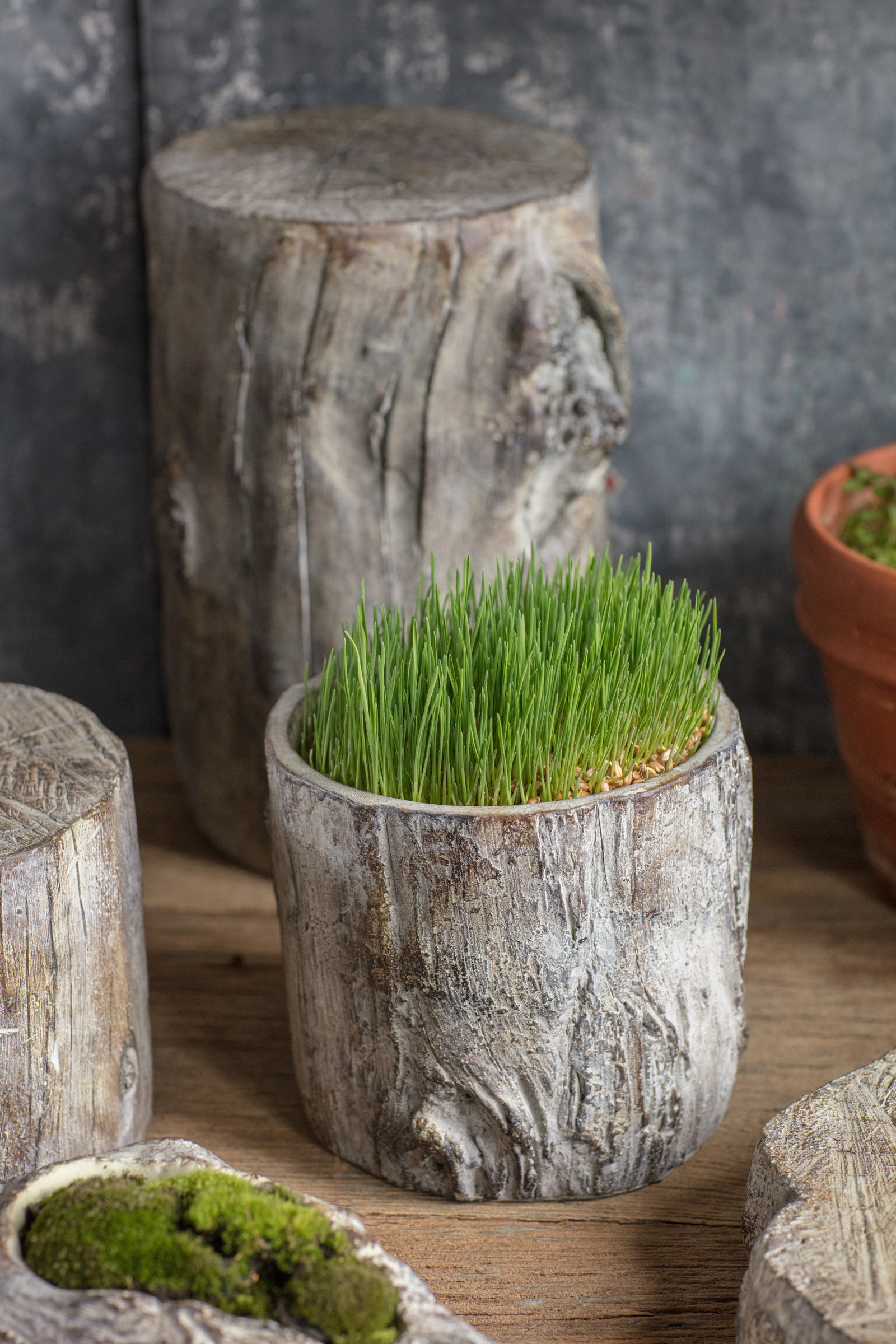 Union Rustic Caines Cement Pot Planter & Reviews | Wayfair