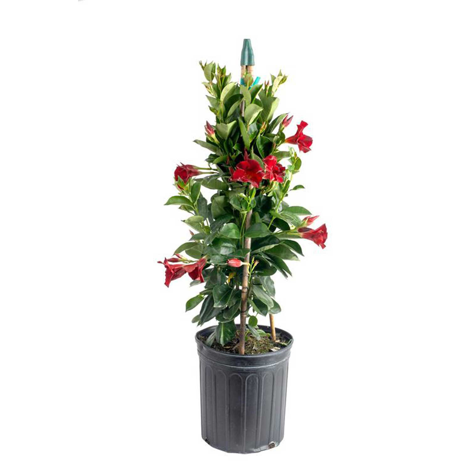 Costa Farms Indoor Mandevilla Grower's Choice House Plant in 10-inch ...
