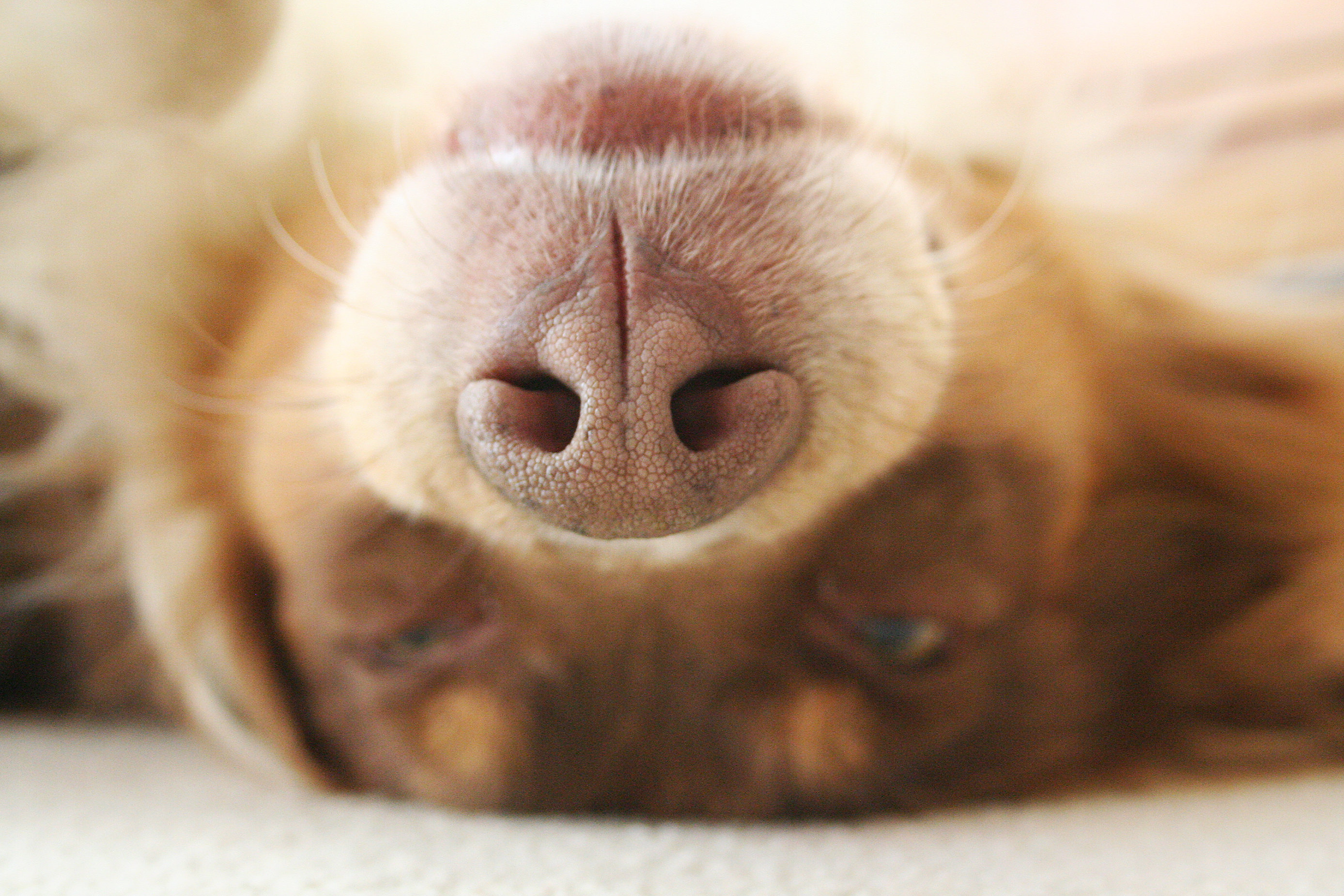 Ebern Designs Dog Chillin' by Egorr - Wrapped Canvas Photograph | Wayfair