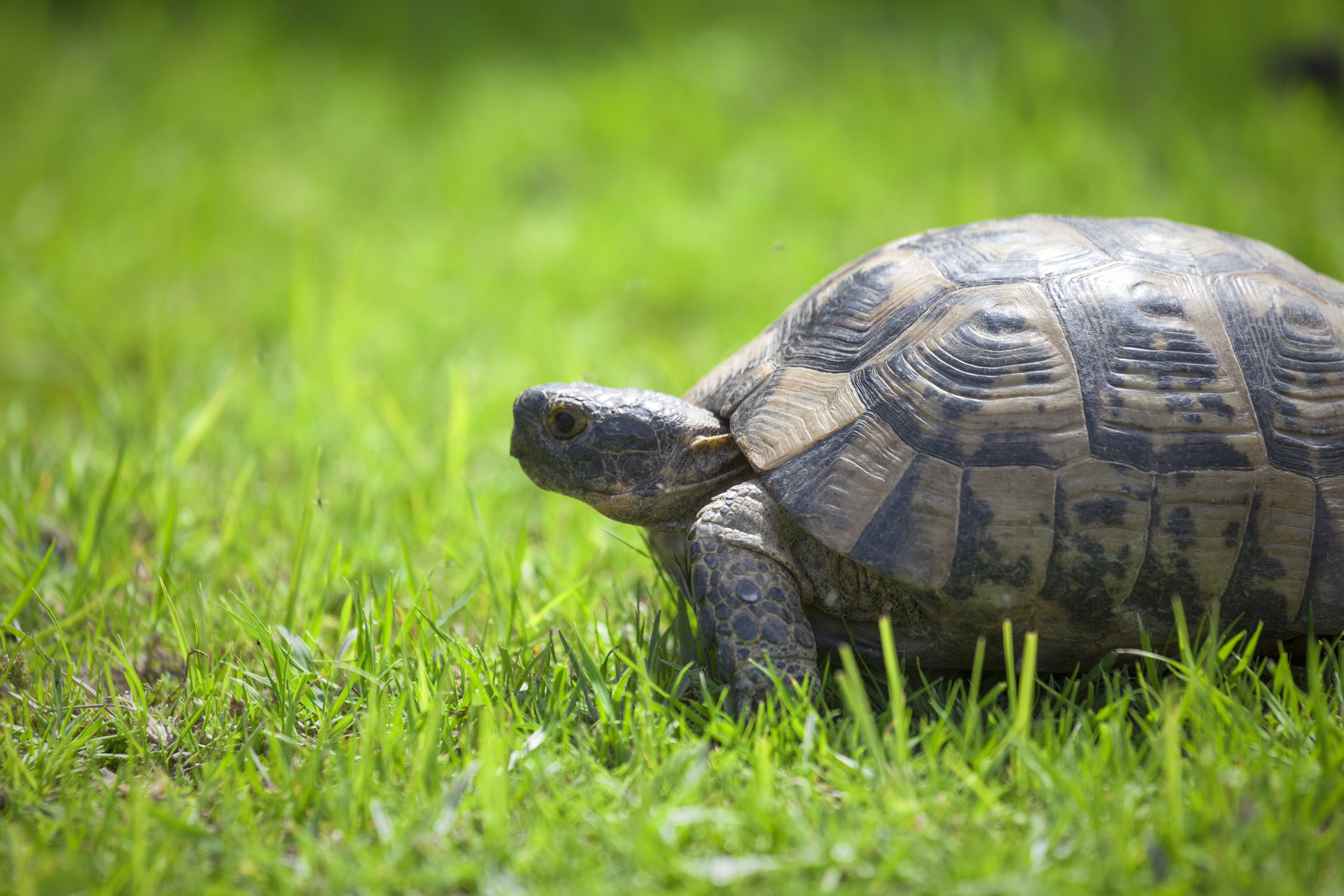 Bay Isle Home™ Tortoise on Green Grass by Selimaksan - Wayfair Canada