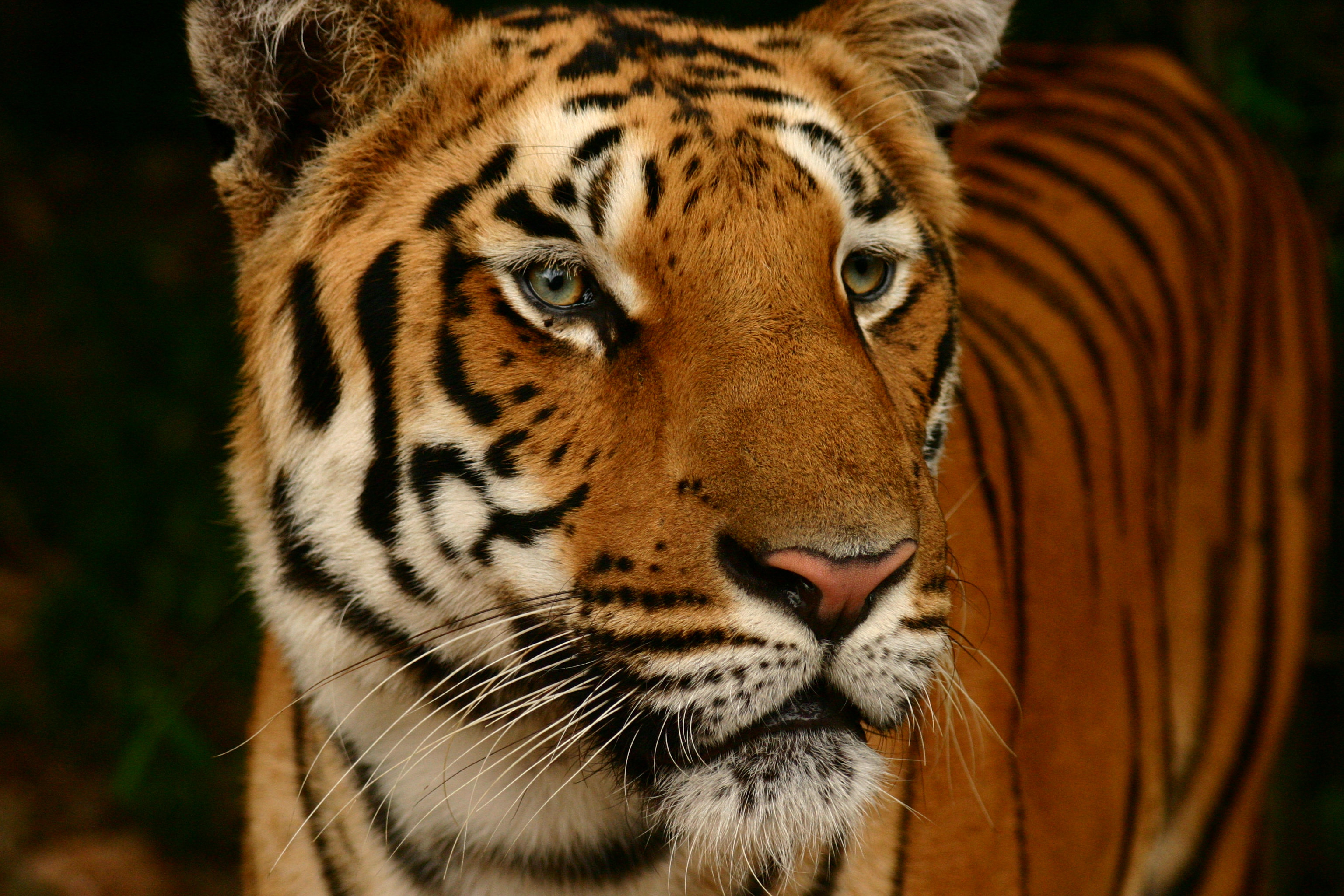 Ebern Designs Tiger - Wrapped Canvas Photograph | Wayfair