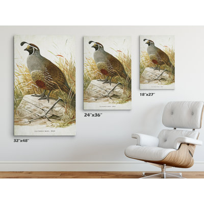 Alcott Hill® Aviary Drawing III On Canvas Print | Wayfair