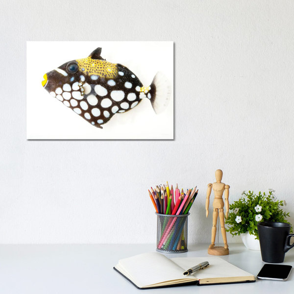 Beachcrest Home A Clown Triggerfish At Pure Aquariums by Joel Sartore ...