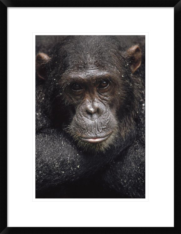 Global Gallery 'Chimpanzee Named Frodo Covered With Raindrops' Framed ...