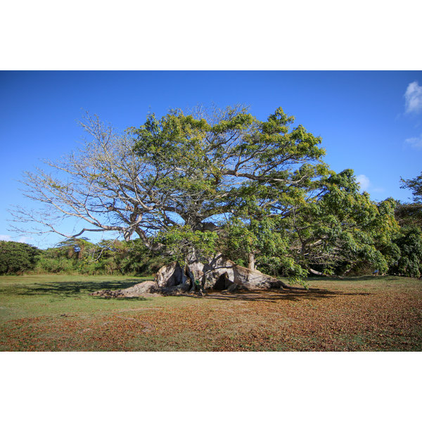 Ebern Designs The Ceiba Tree, Vieques On Canvas by E_Rojas Print | Wayfair