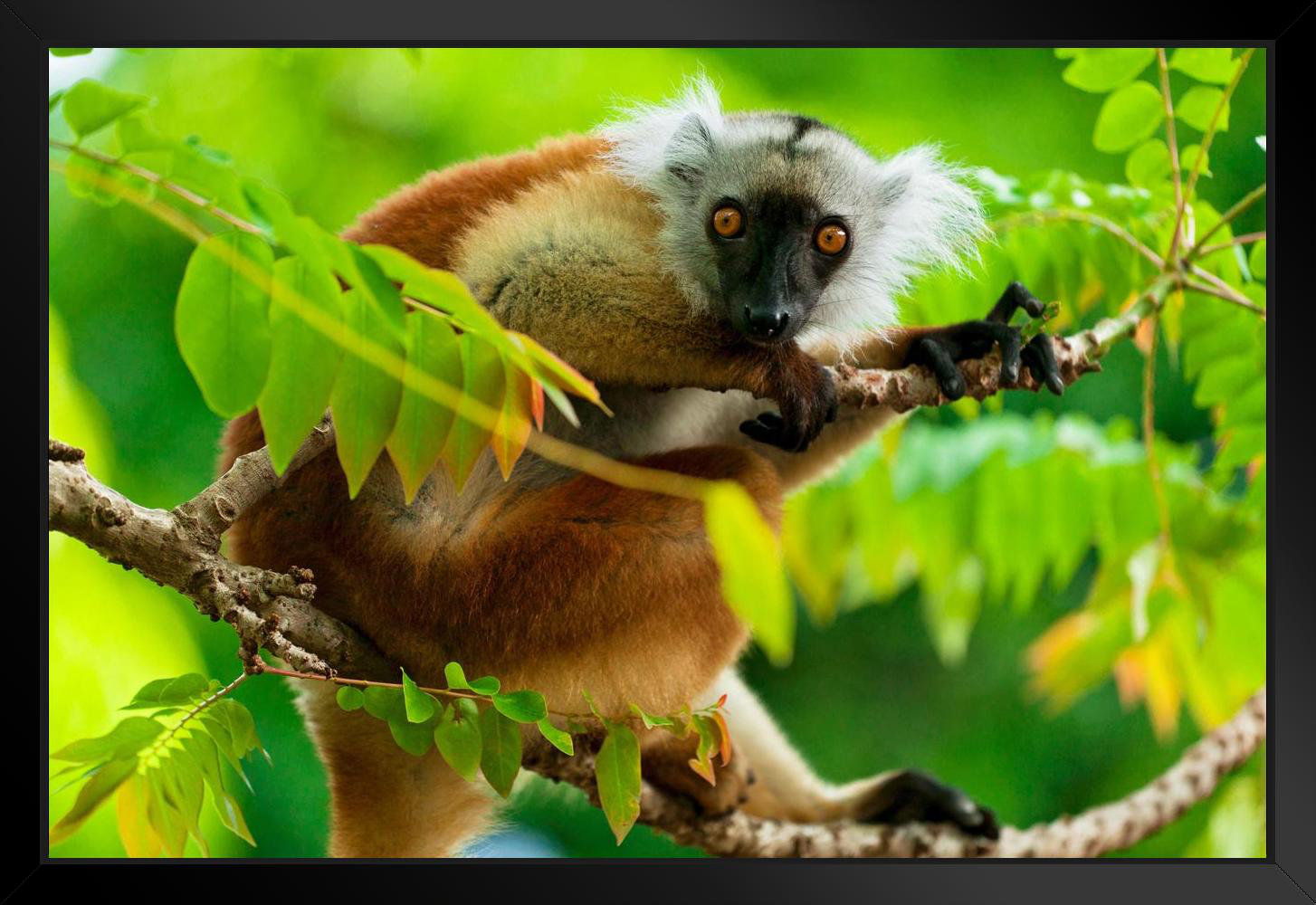 Loon Peak® Lemur In Tree On Nosy Be Island Madagascar Primate Poster ...