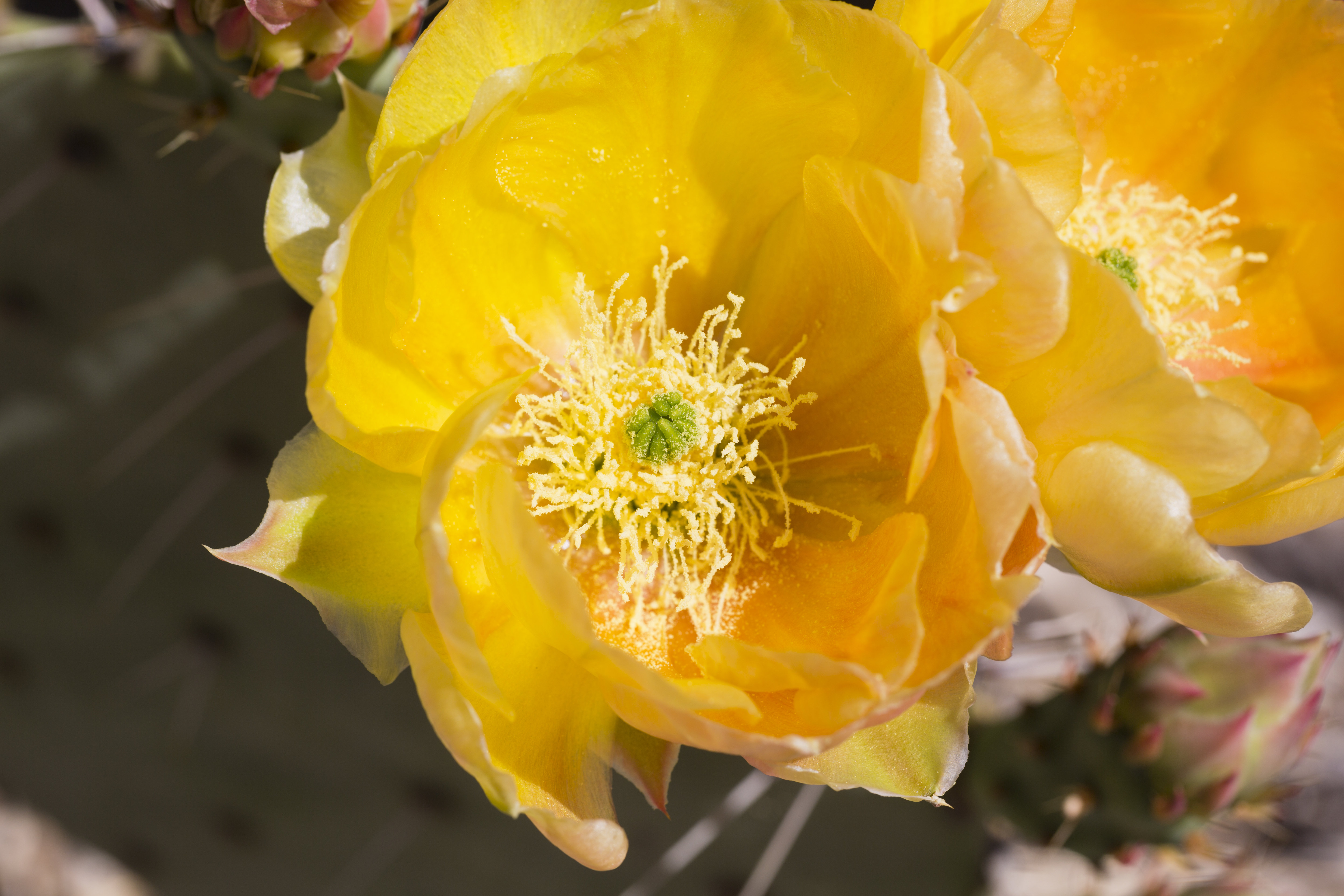 ModernMoments Delleker Closeup of Yellow Flower by Florencemcginn ...