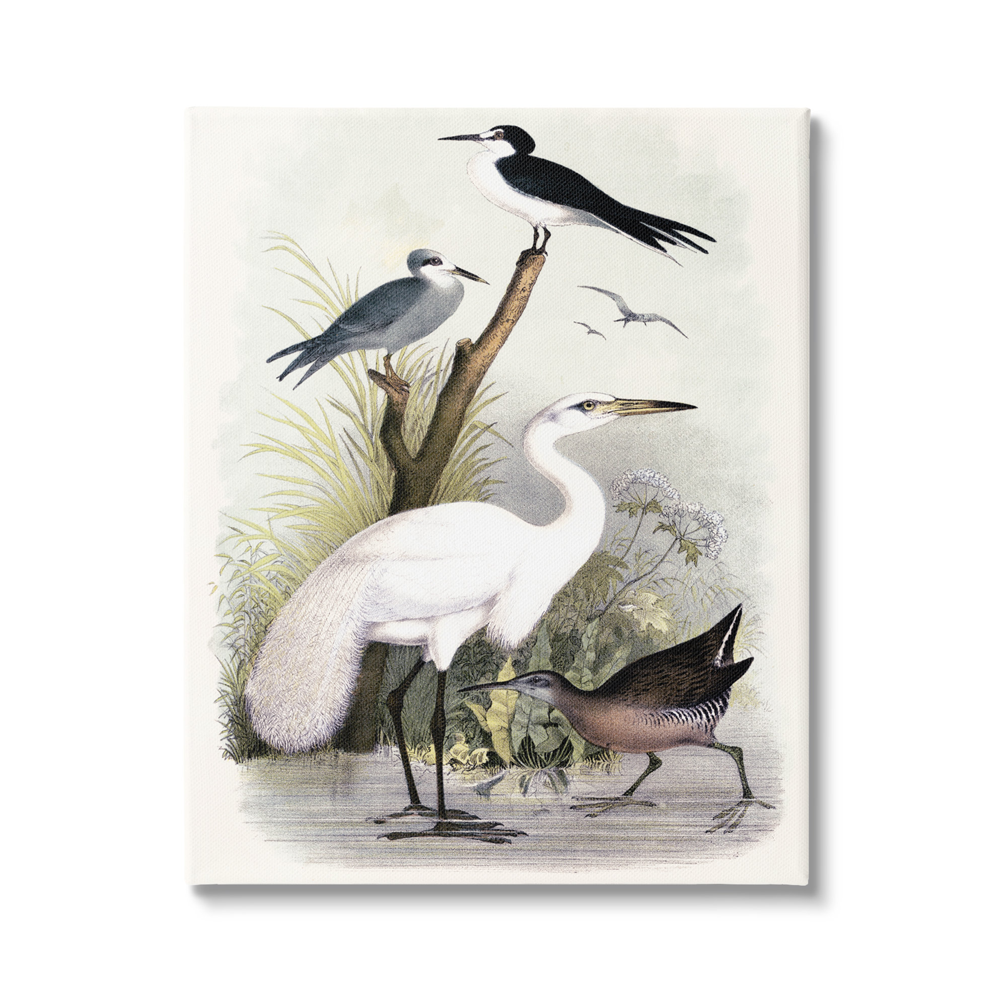 Stupell Industries Varied Crane Birds Gathered Riverbank Stream by ...