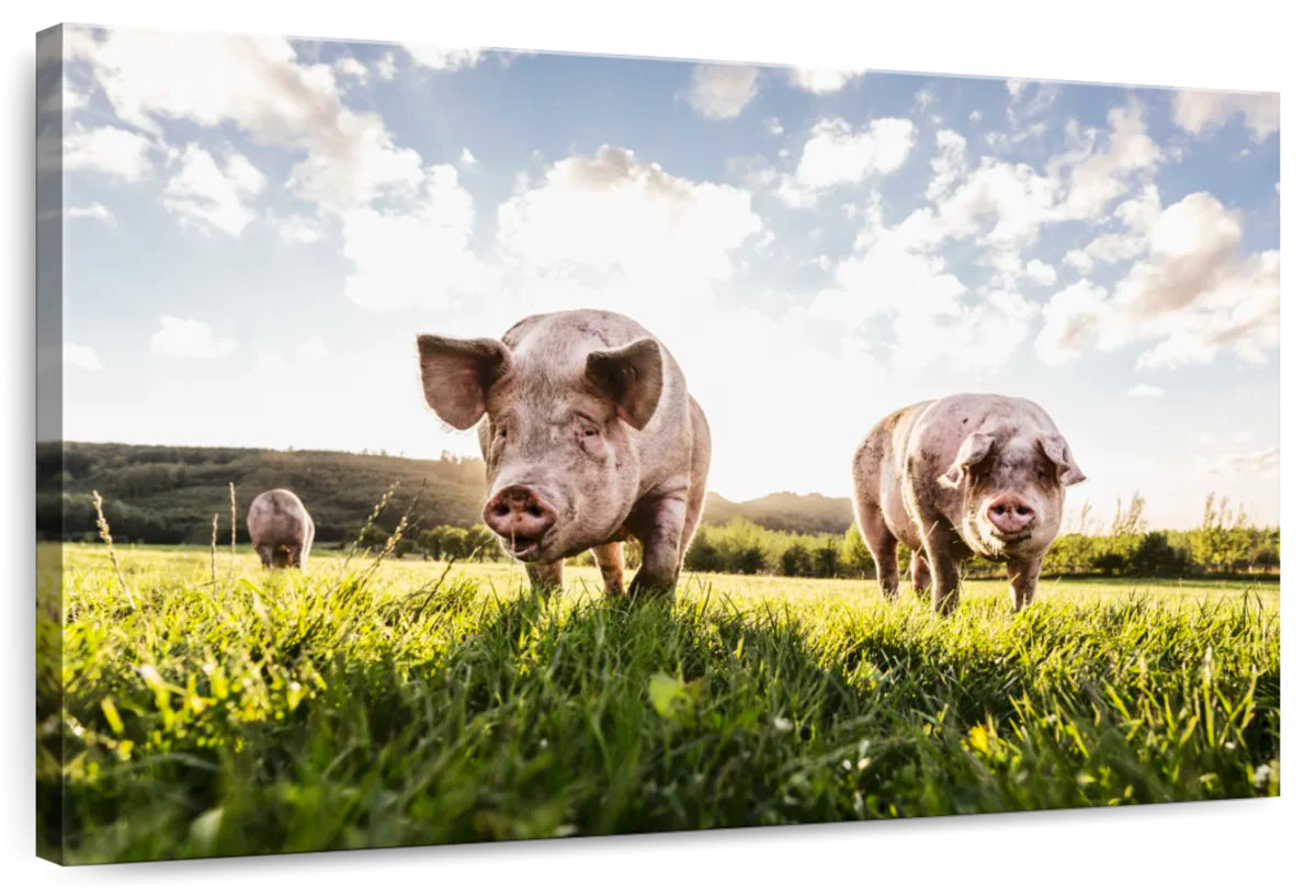 Ebern Designs Crowle Sunny Meadow Pigs - Wayfair Canada