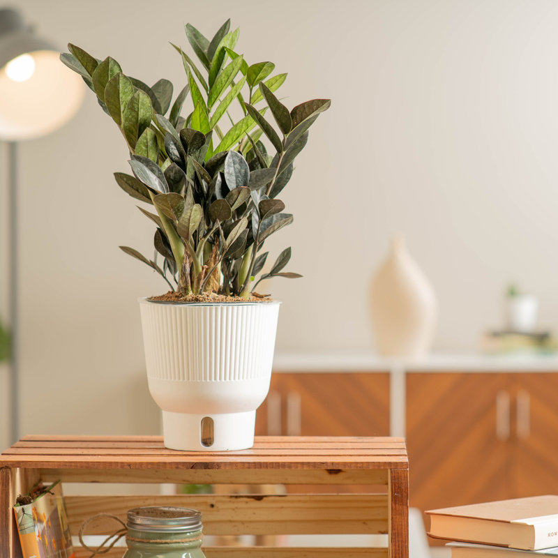 Costa Farms Indoor Trending Tropicals Collection Raven ZZ House Plant ...