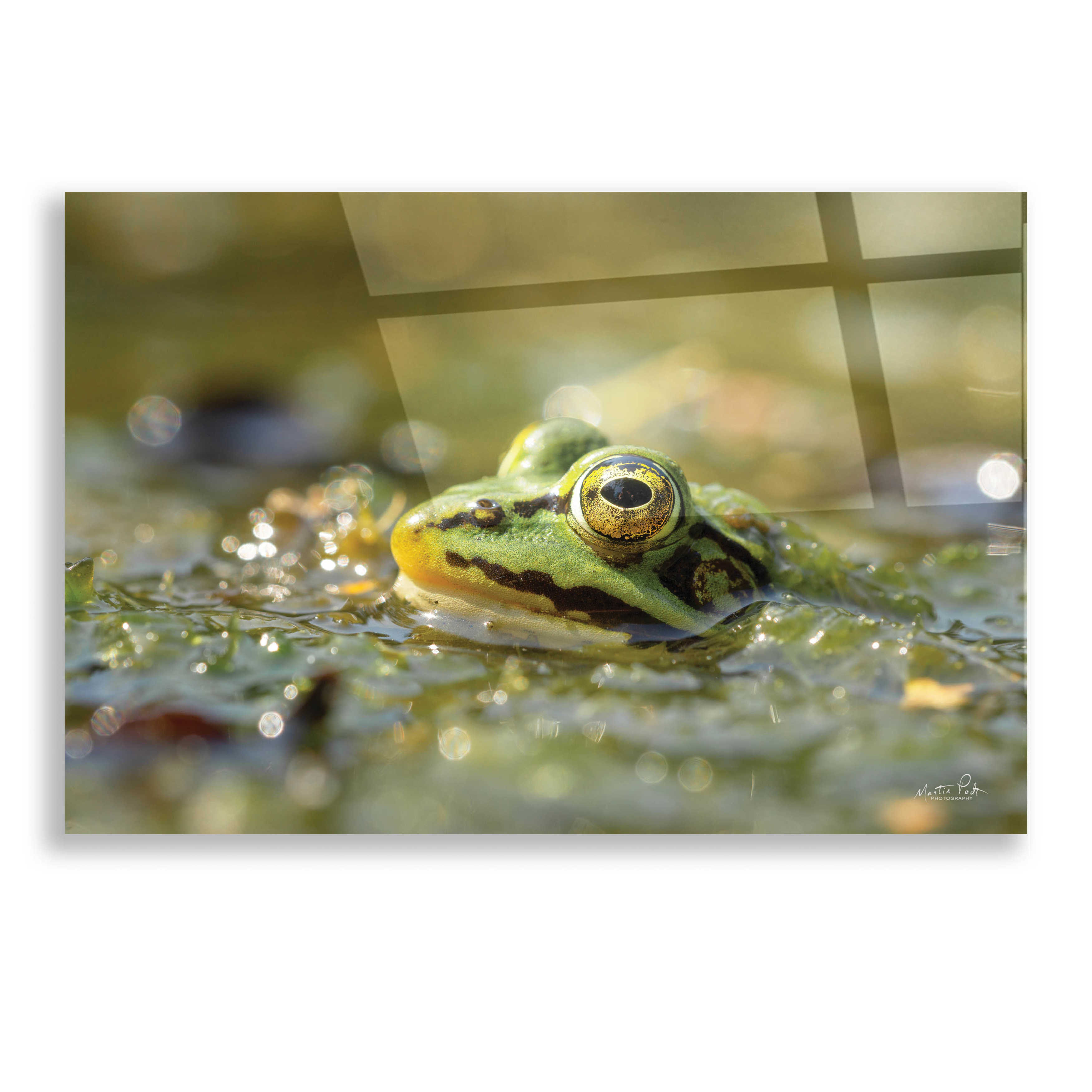 Latitude Run® Frog by Martin Podt - Unframed Print | Wayfair