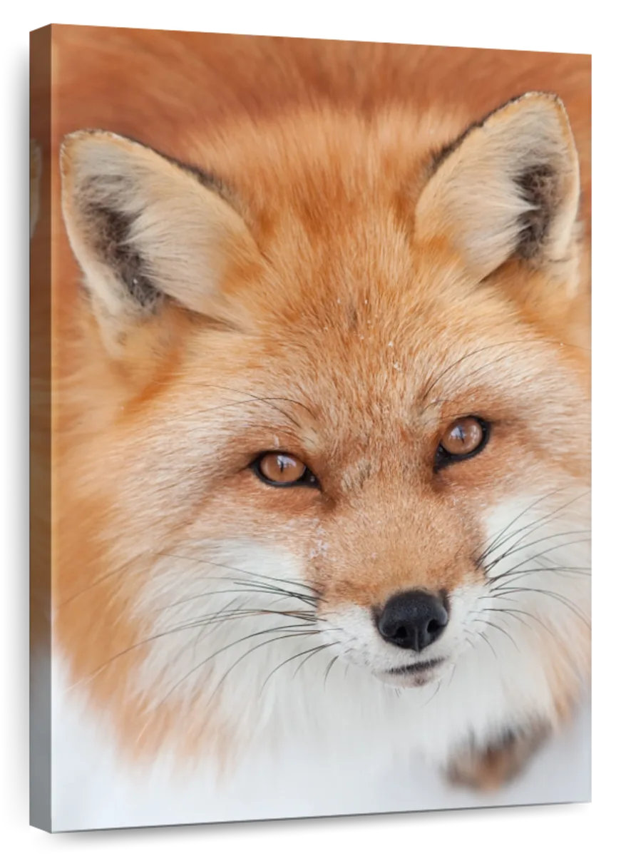 Ebern Designs Brampt Fluffy Red Fox | Wayfair