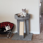 New Cat Condos 24" Premier Elevated Cat Perch & Reviews | Wayfair