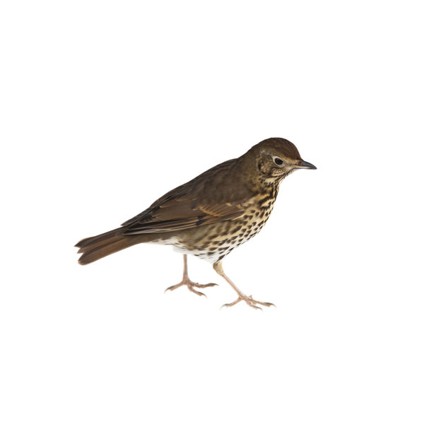 17 Stories Song Thrush by Andrew_Howe - No Frame Art Prints on Canvas ...