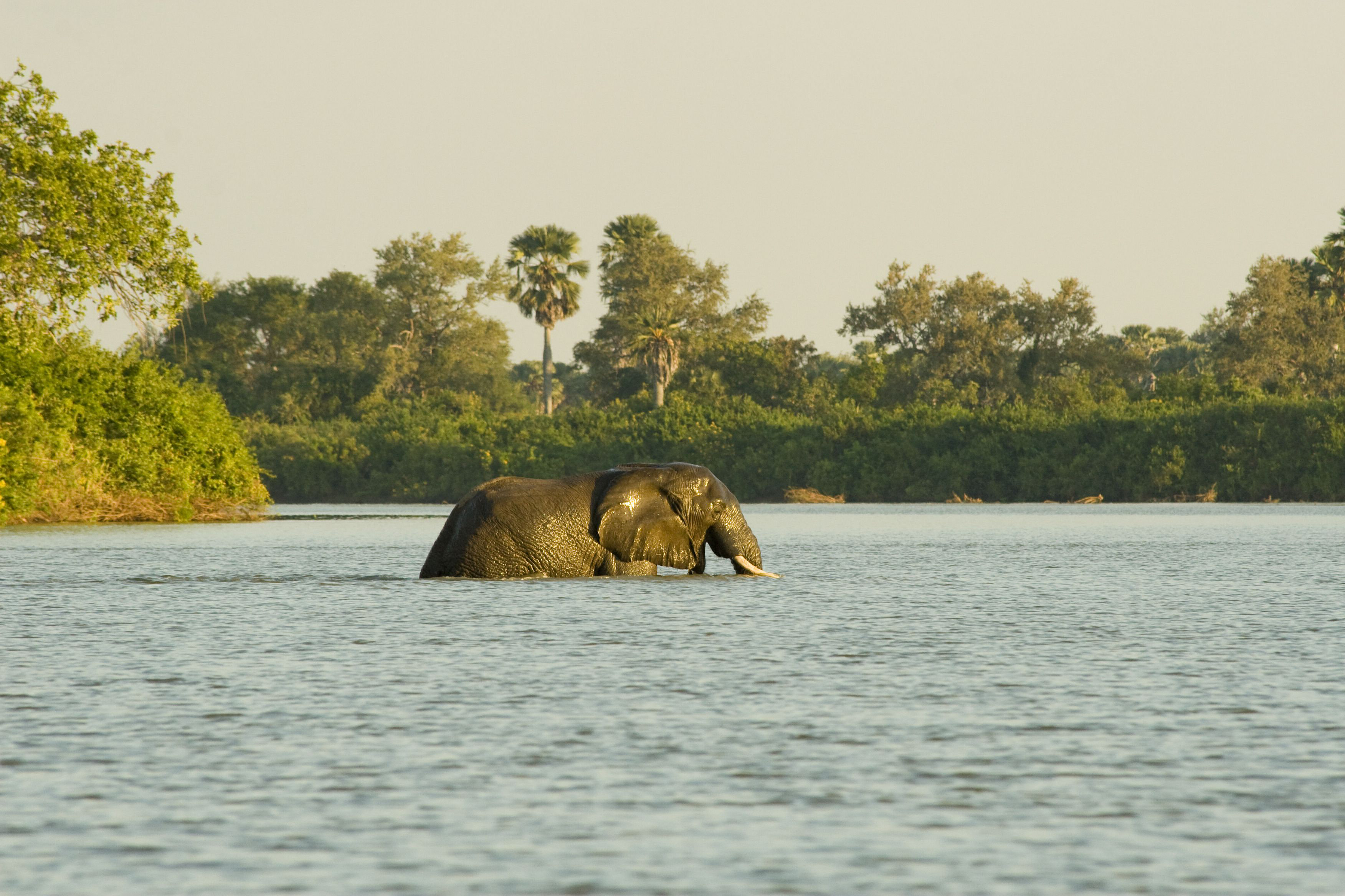 Ebern Designs Lanekia Elephant Crossing The River On Canvas by Fredj72 ...