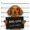 Ebern Designs Dachshund Police Mugshot by Damedeeso - Wrapped Canvas ...
