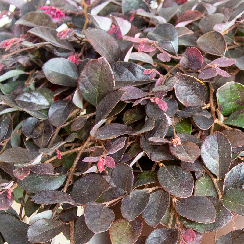 Southern Living Plant Collection 2.5 Quart Purple Pixie Loropetalum ...