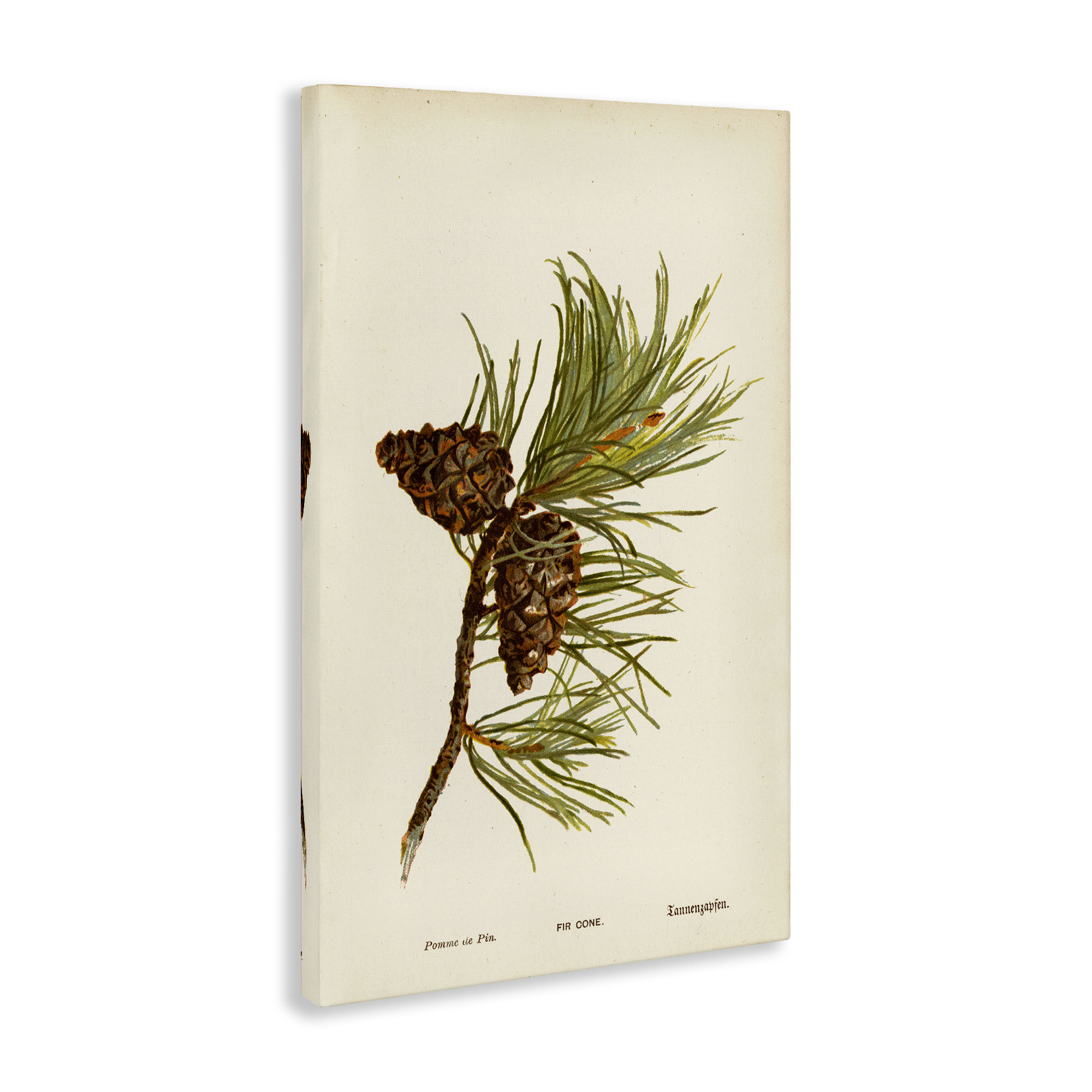 Millwood Pines Fir Tree Cones Canvas Wall Art by Tina Higgins Designs ...