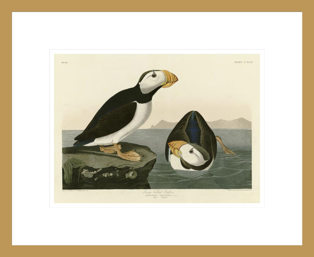 1000Museums Large Billed Puffin by John James Audubon -Framed Giclee ...
