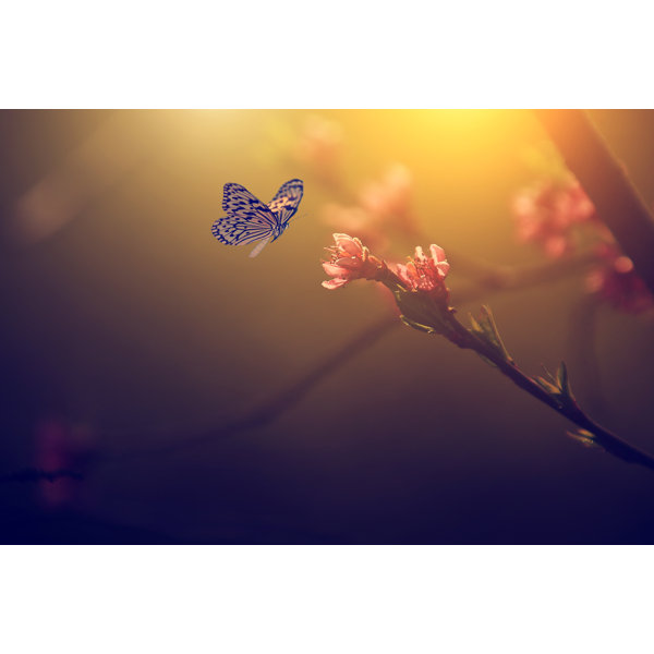 Hokku Designs Vintage Photo Of Butterfly by Balazskovacs | Wayfair