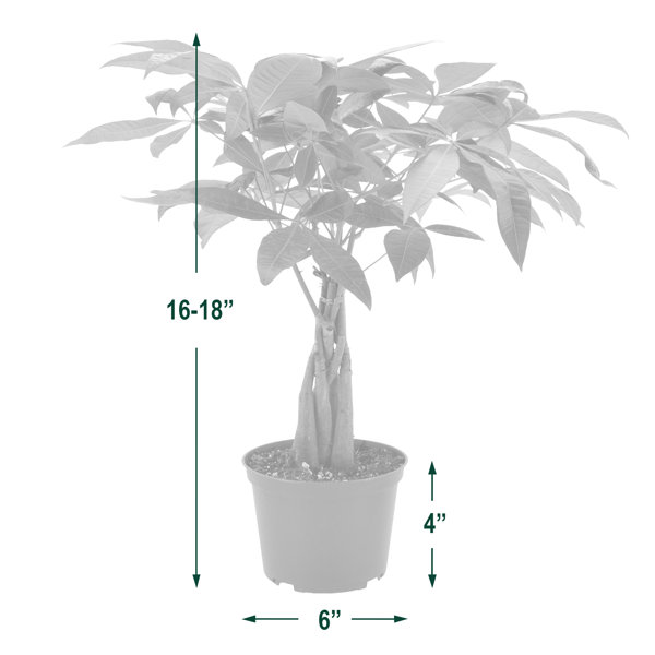 Arcadia Garden Products Live Money Tree in Pot & Reviews | Wayfair