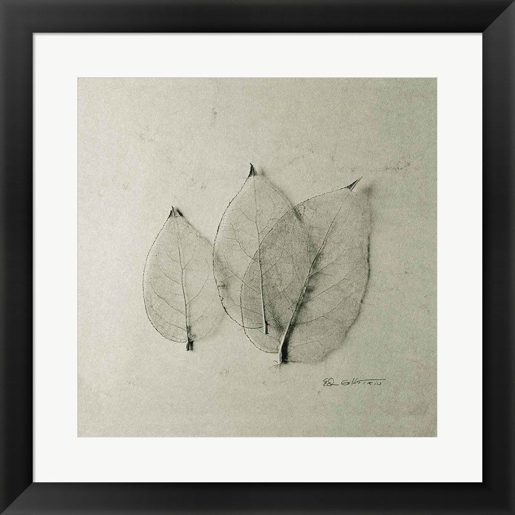Red Barrel Studio® Trio Of Skeleton Leaves By Ed Goldstein, Framed Wall ...