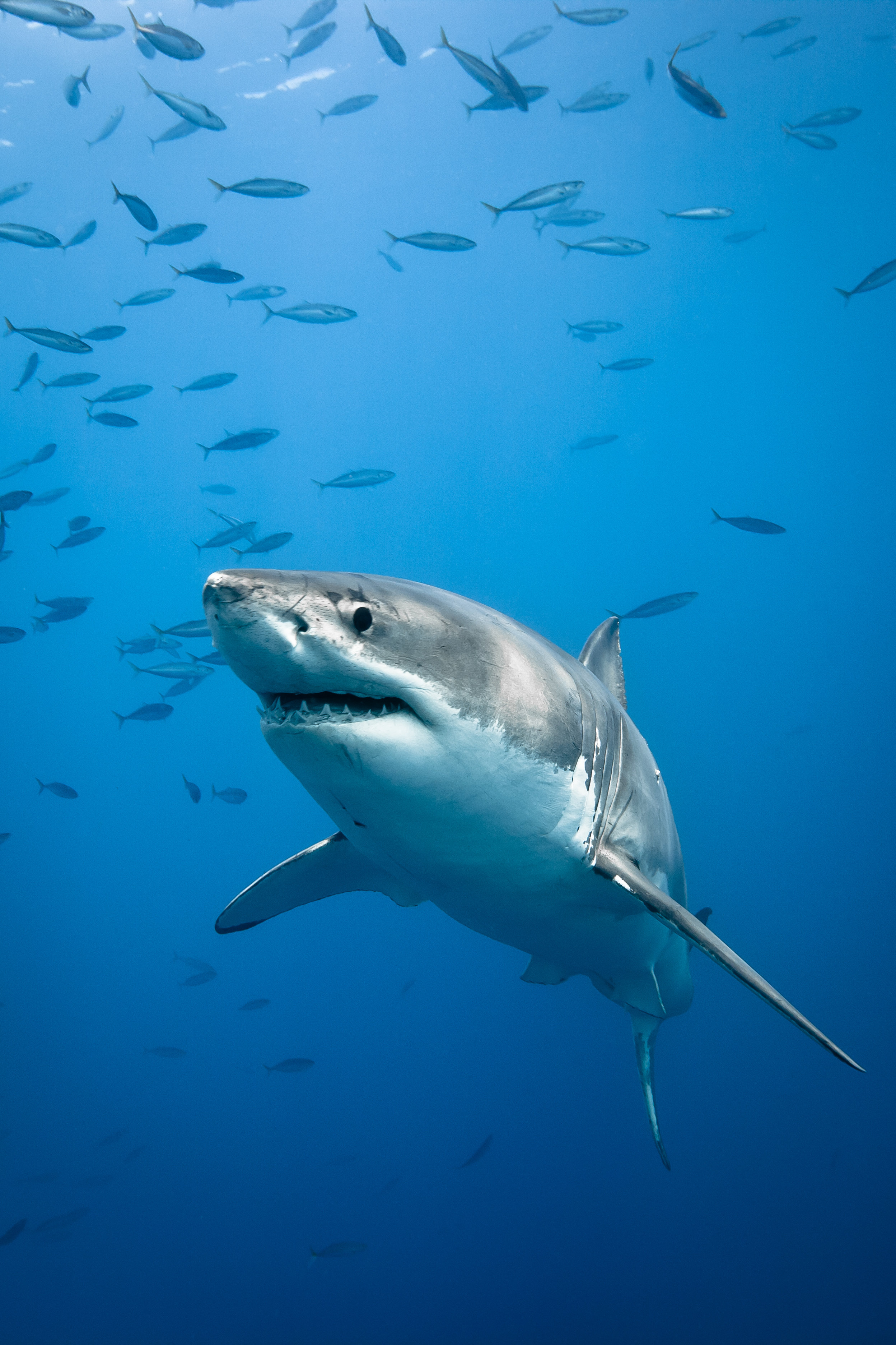 Highland Dunes Adriaan Great White Shark On Canvas by Vladoskan ...