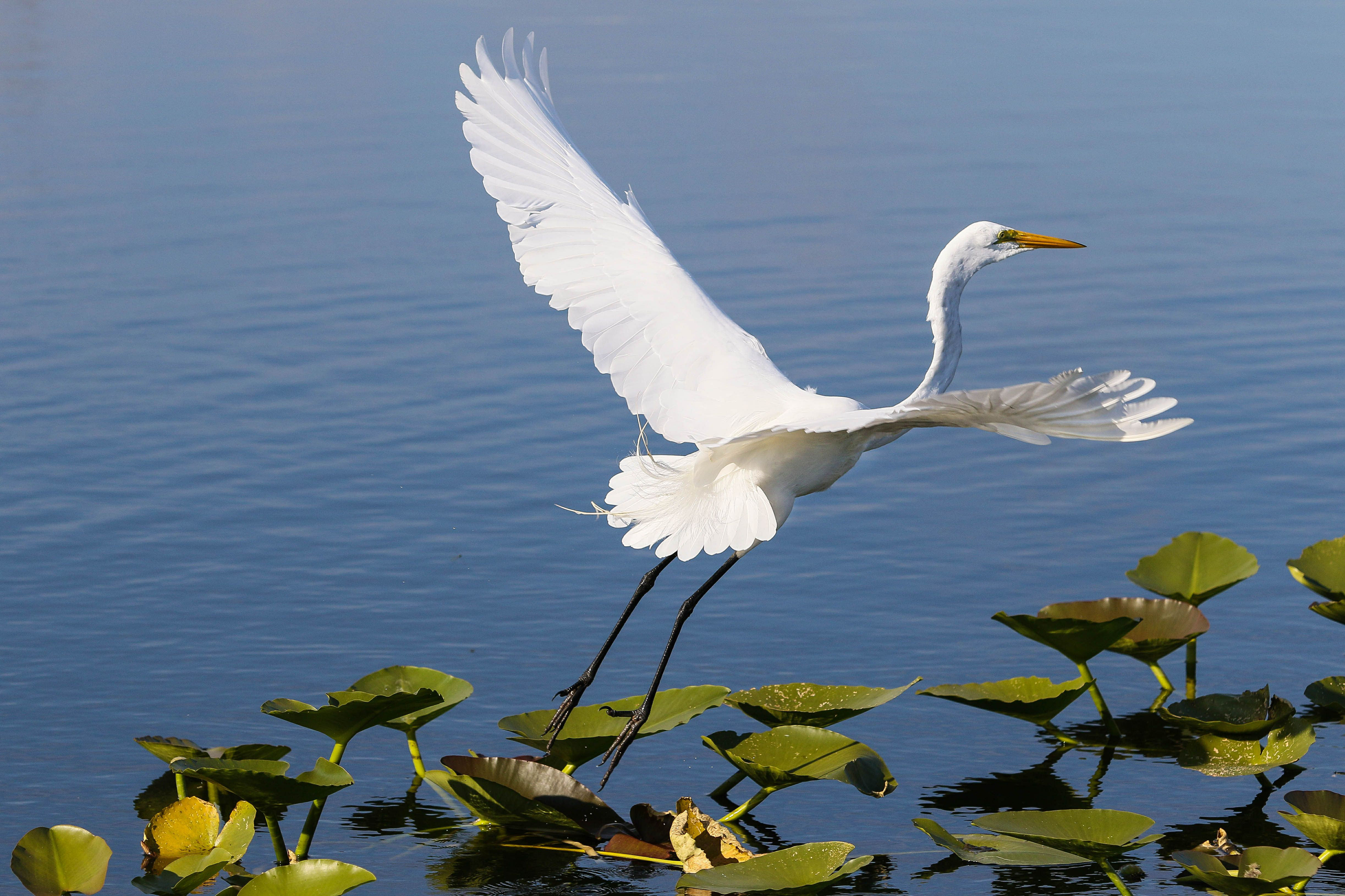 Highland Dunes Great White Egret Flying - Wrapped Canvas Photograph ...