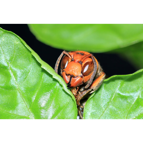 Hokku Designs Derrian Japanese Giant Hornet On Canvas by Queserasera99 ...