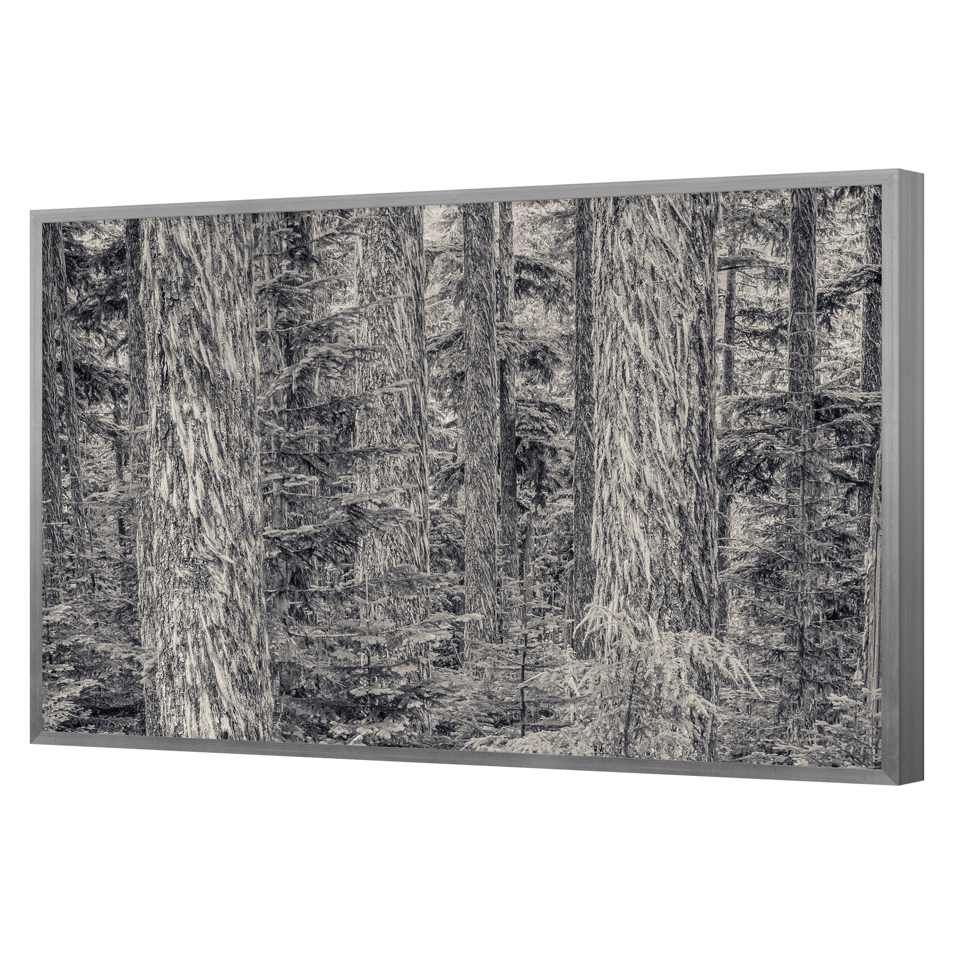 Grand Image Home " Arlecho Creek Forest " by Lazelle, Keith | Wayfair
