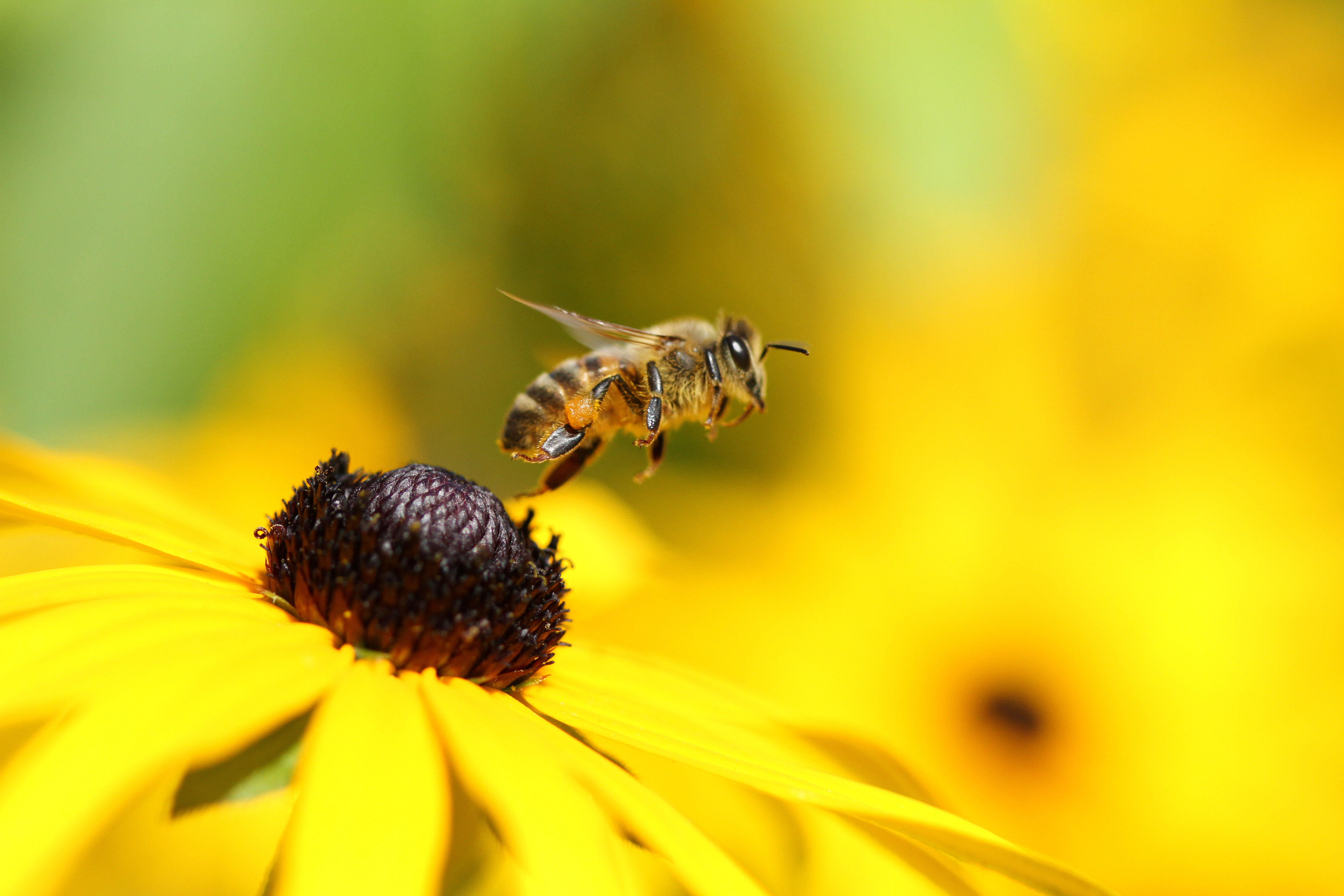 Gracie Oaks Emlynn Flying Bee by Lauput | Wayfair