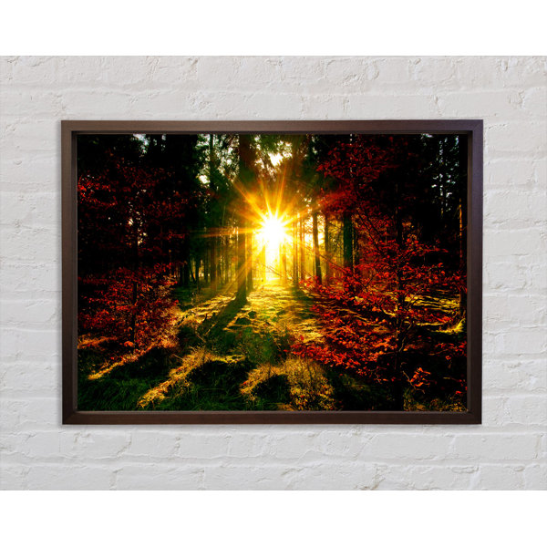 Bright Star The Beaming Forest Sun - Single Picture Frame Art Prints on ...