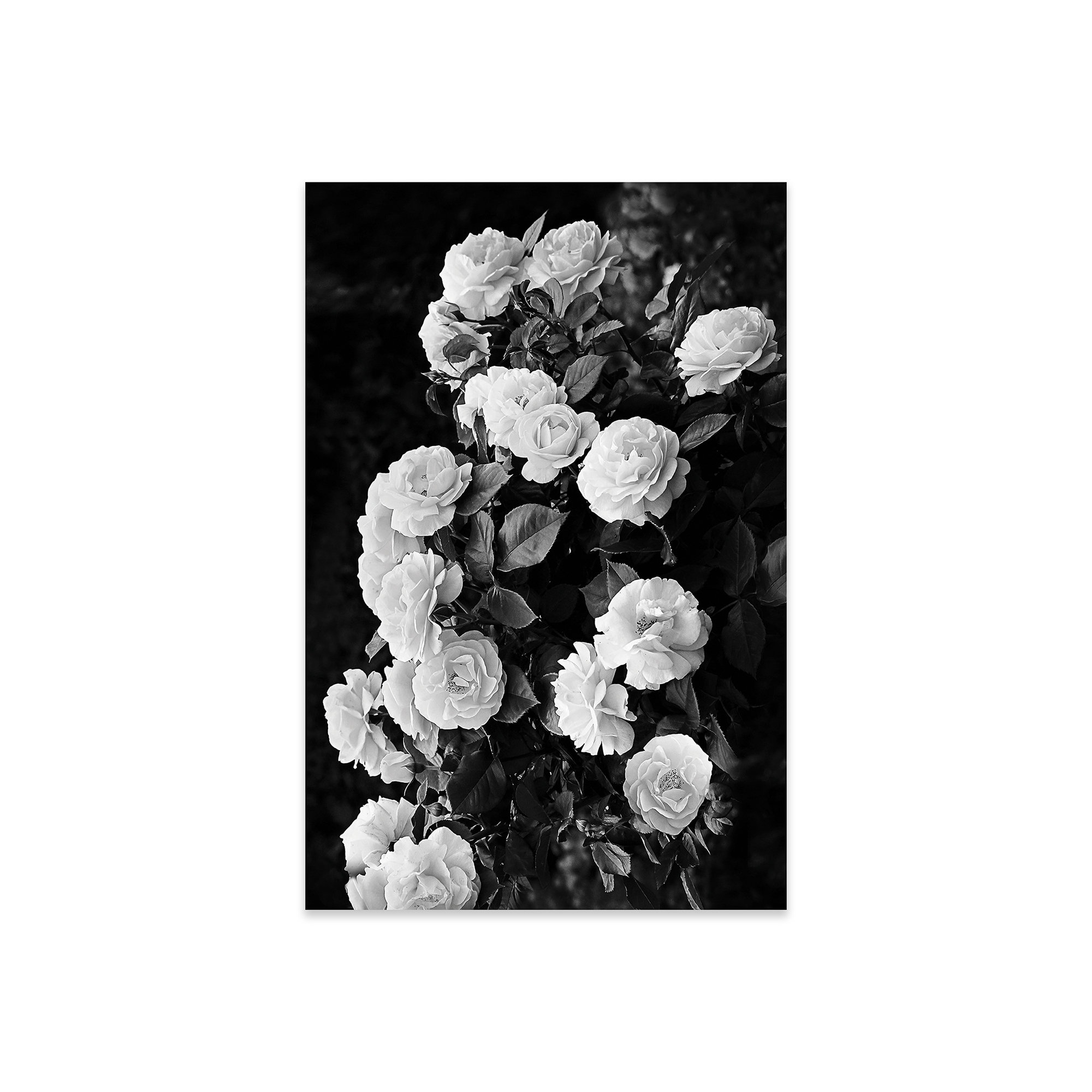 Ebern Designs Rose Bush Print On Acrylic Glass - Wayfair Canada