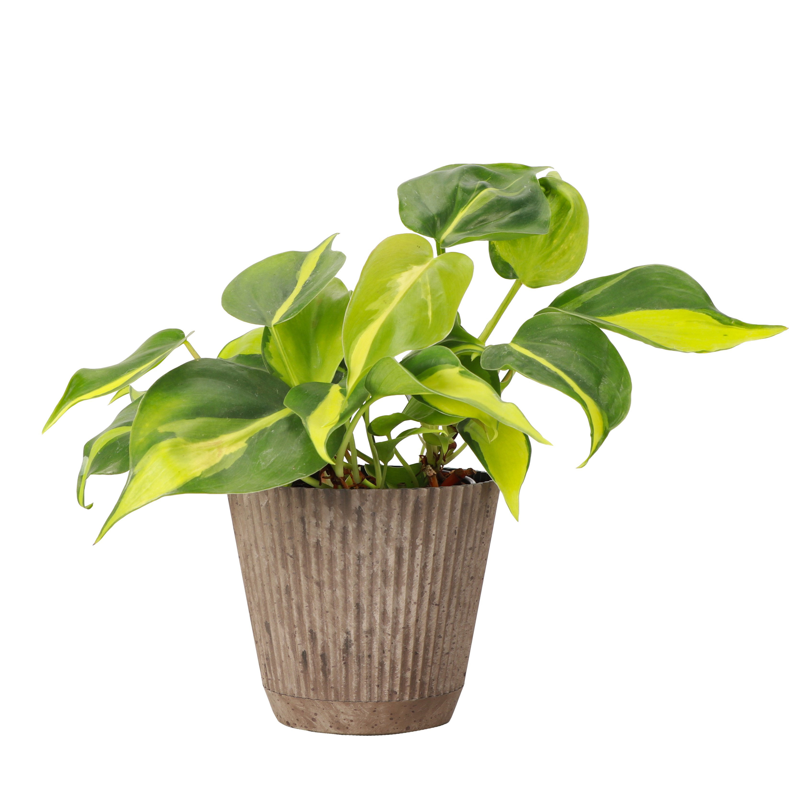 Thorsen's Greenhouse Live Brazil Philodendron Plant in Ruffle Pot, 4 ...