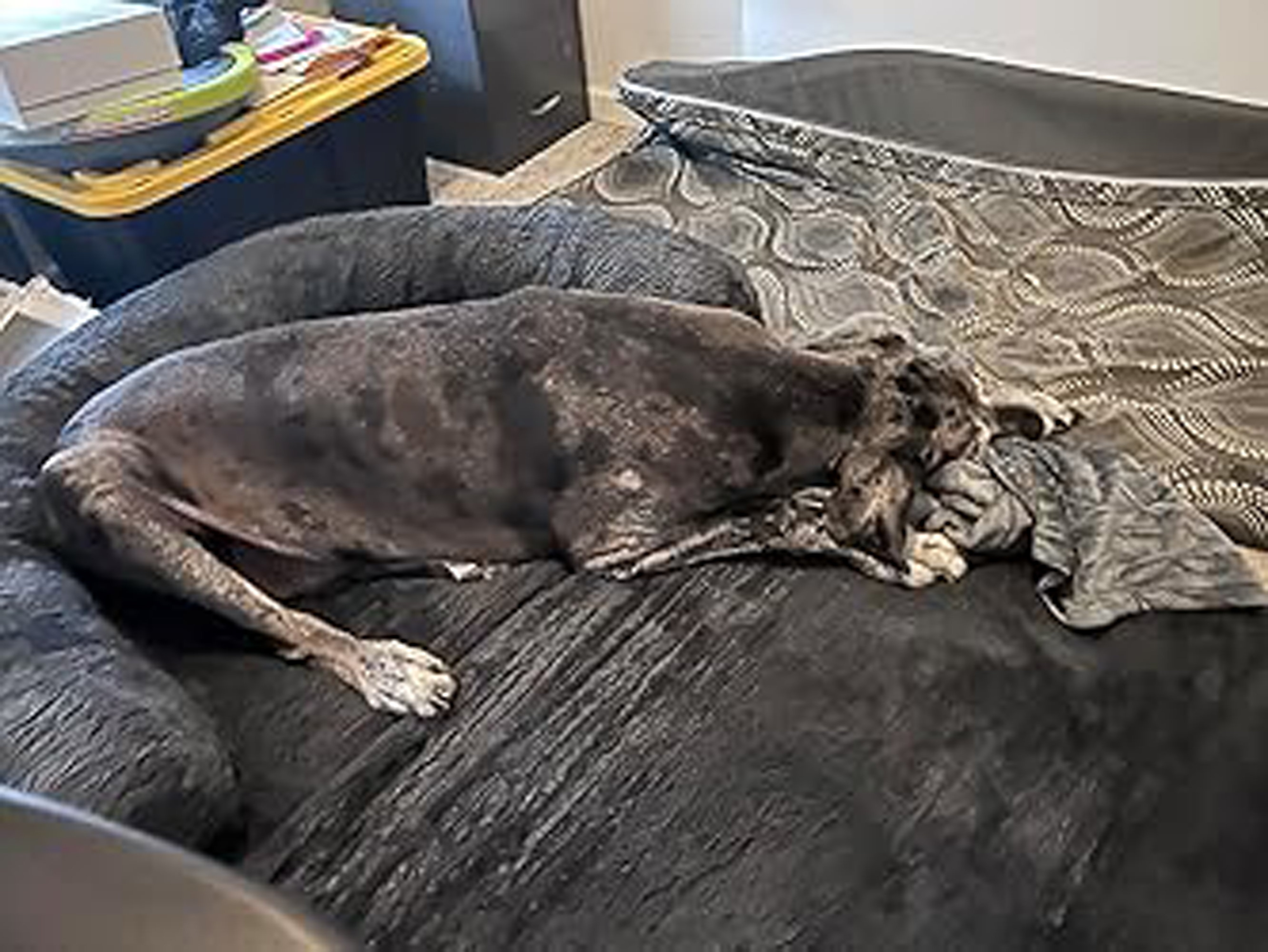 SOOTBA Dog Bed | Wayfair