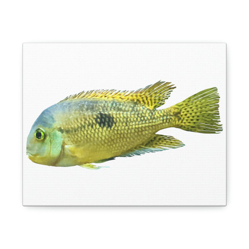 Rosecliff Heights Yellow Fish Stretched - Unframed Illustration on ...