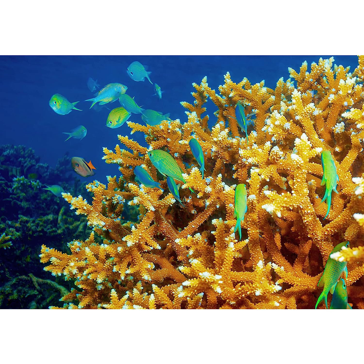 IDEA4WALL Close Up Vibrant Neon Coral Reef Fish - Wayfair Canada