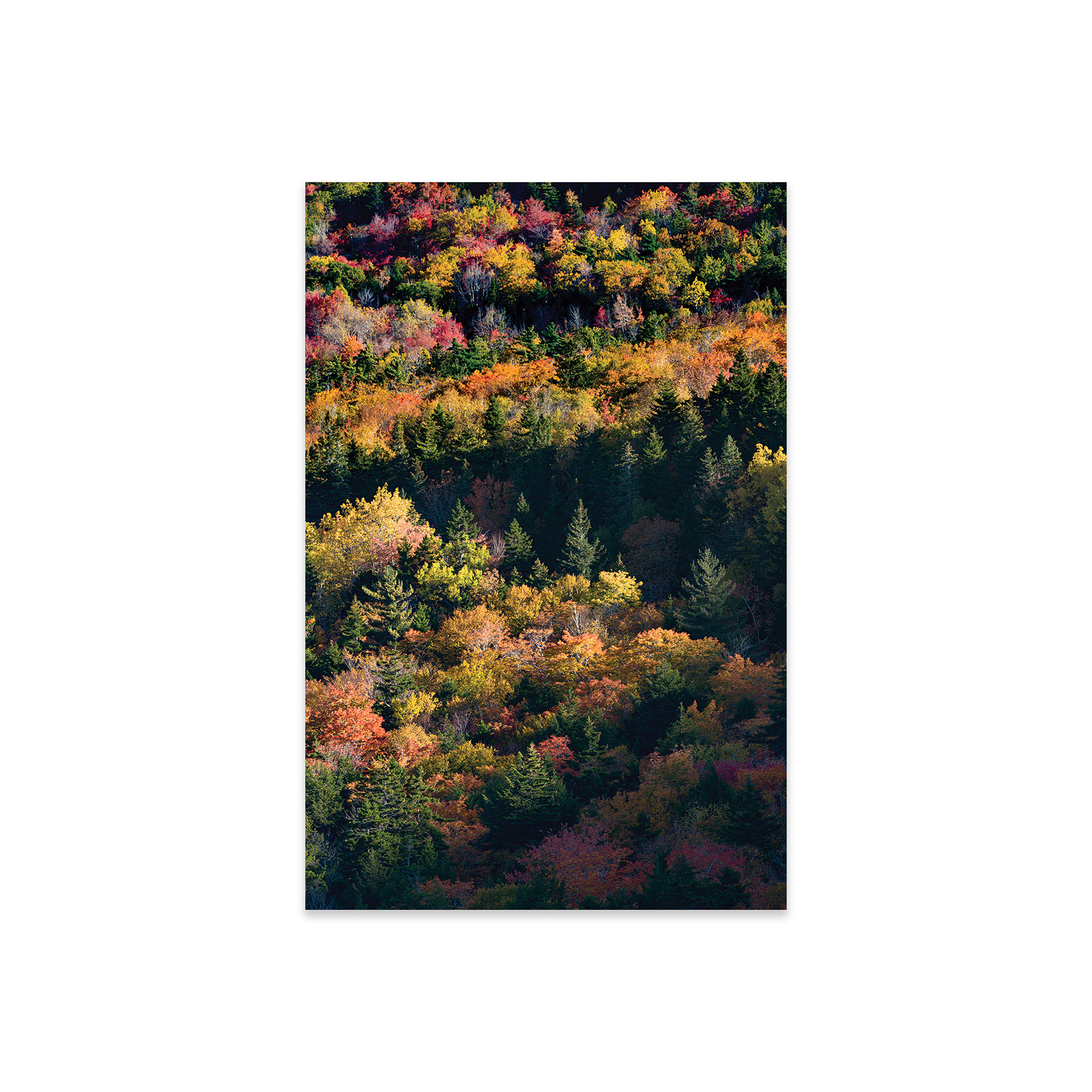 Millwood Pines USA, Maine. Autumn Foliage Viewed From Atop The Bubbles ...