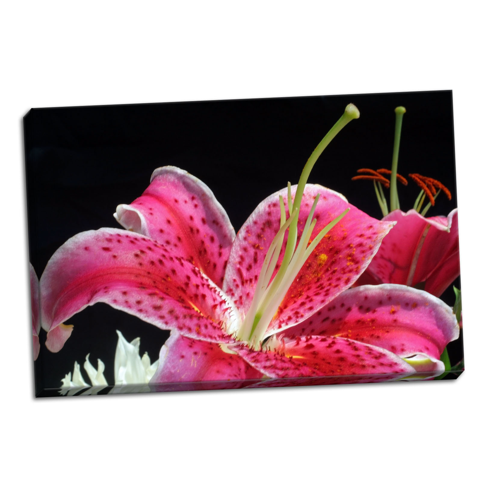 Bay Isle Home™ 'Pink Lily' Photographic Print on Wrapped Canvas | Wayfair