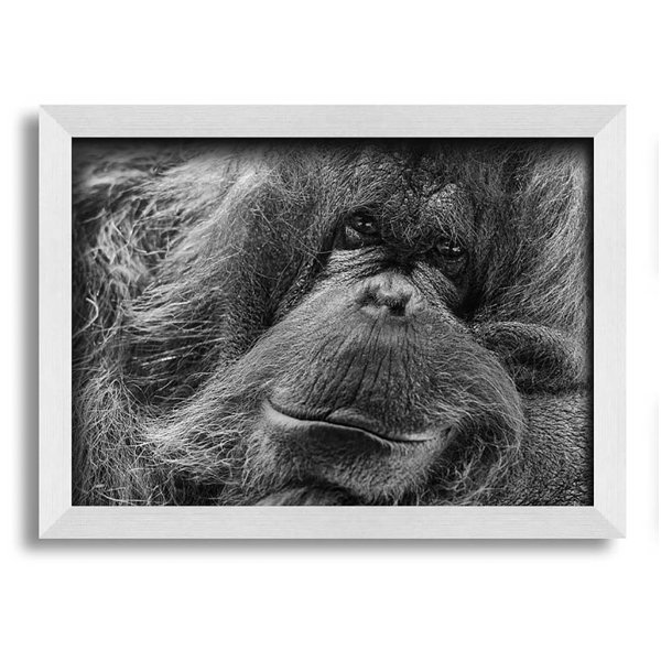 Latitude Run Hawa Orangutan Face - Single Picture Frame Print | Wayfair ...