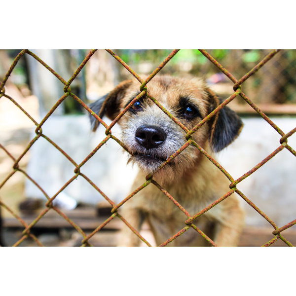 17 Stories Poor Dog by KiddSilencer - Wrapped Canvas Photograph ...