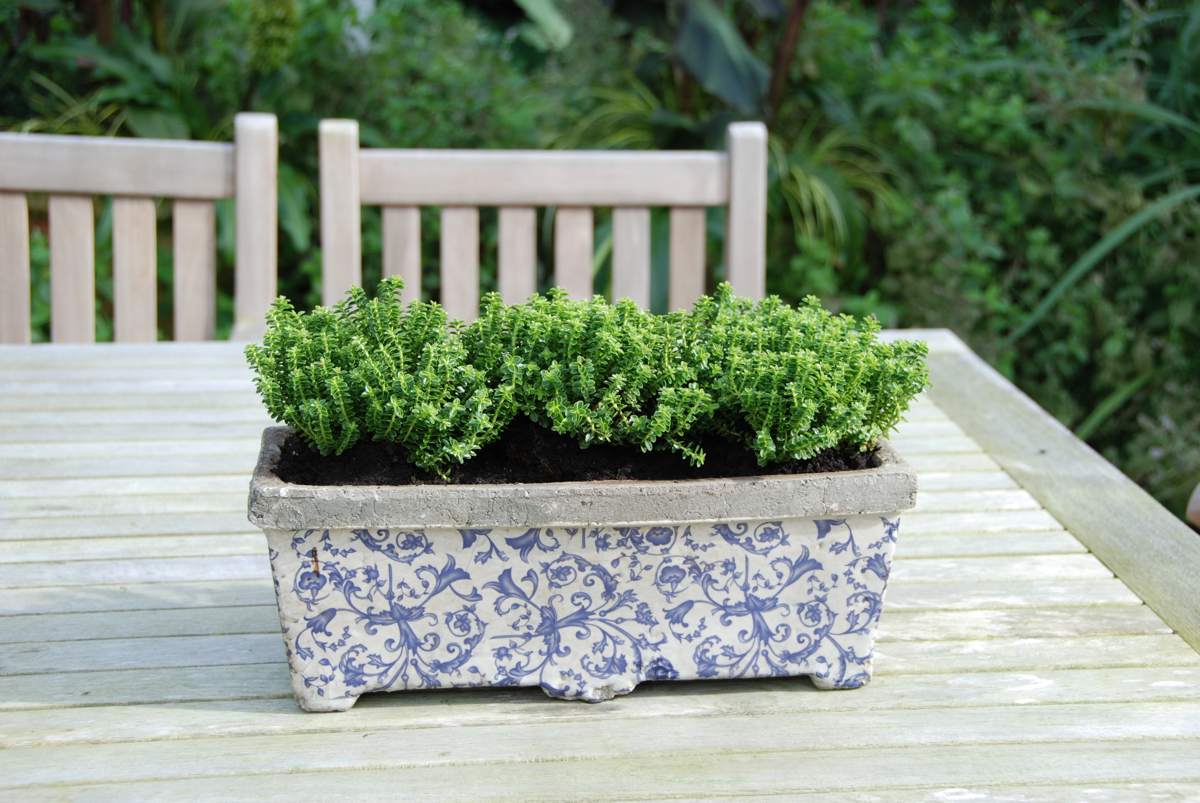 Charlton Home Rambo Aged Ceramic Planter Box & Reviews - Wayfair Canada