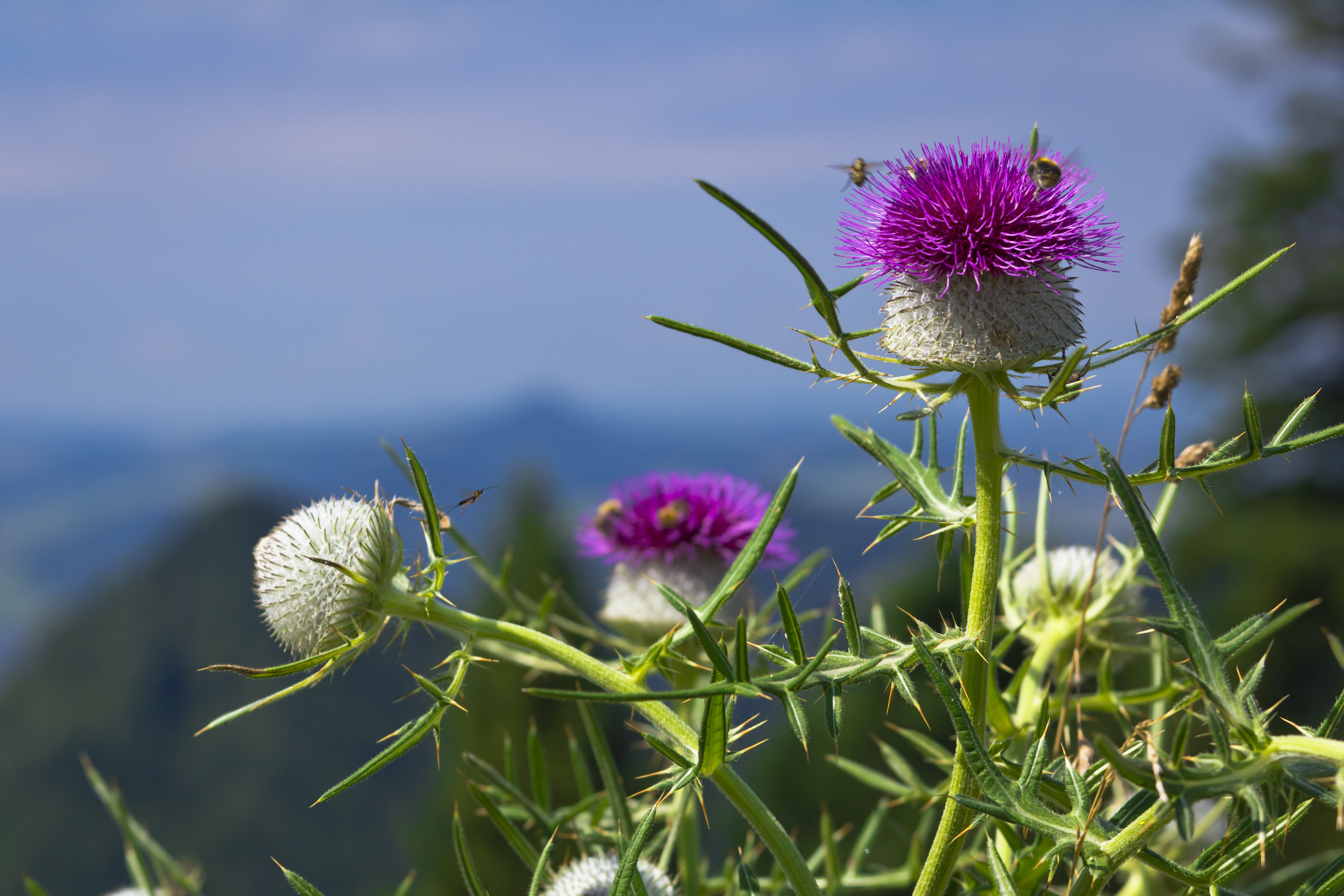 Ebern Designs Scotch Thistle Flowerhead by Ewg3D | Wayfair
