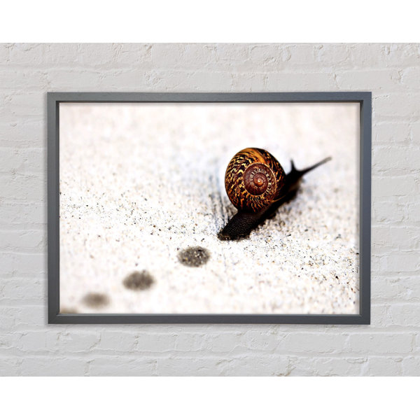 Highland Dunes Snail Track Macro Framed Print | Wayfair.co.uk