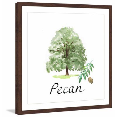 Red Barrel Studio® Pecan Tree Framed On Paper Print | Wayfair
