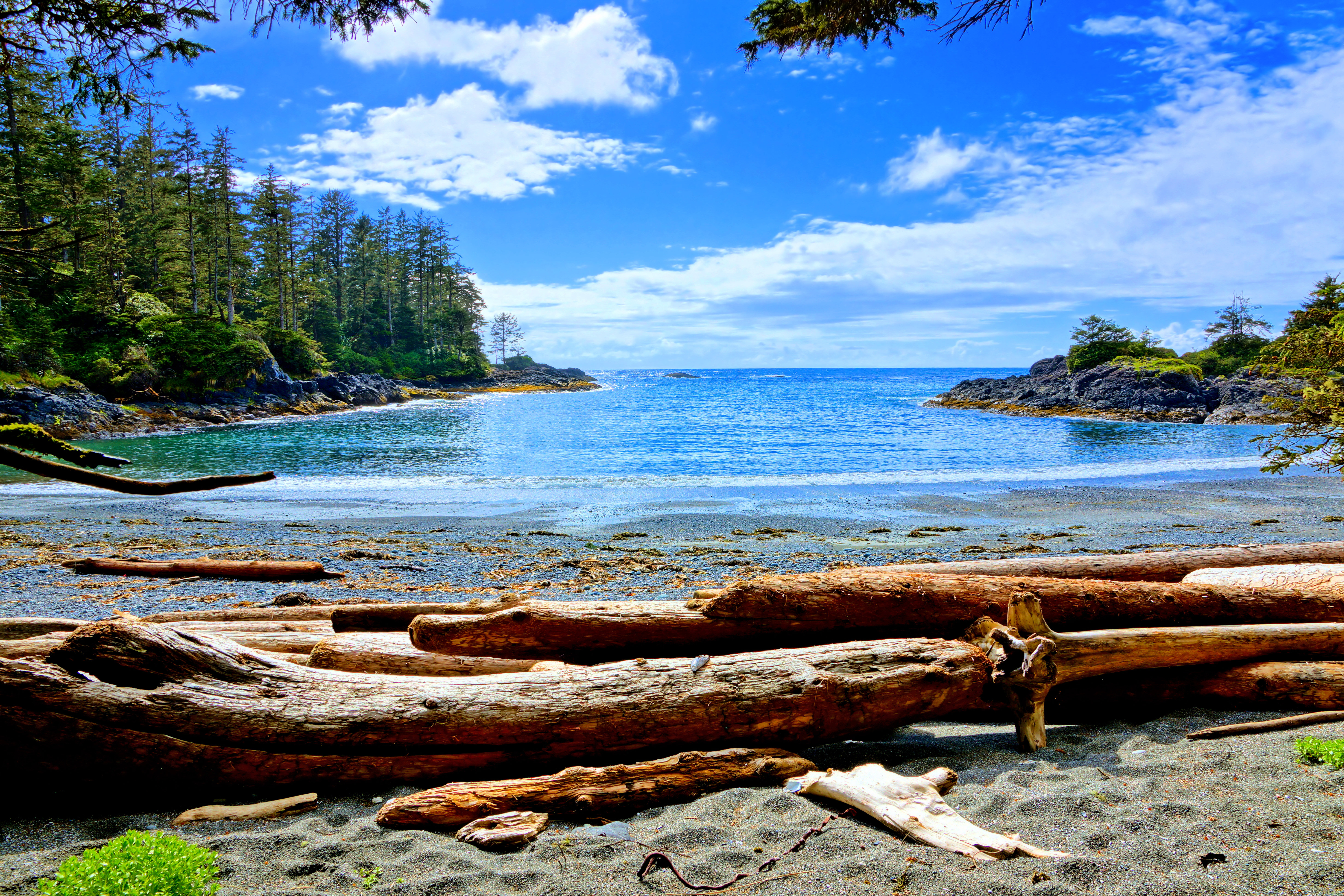 Highland Dunes Coast of Pacific Rim by Jenifoto - Wrapped Canvas ...